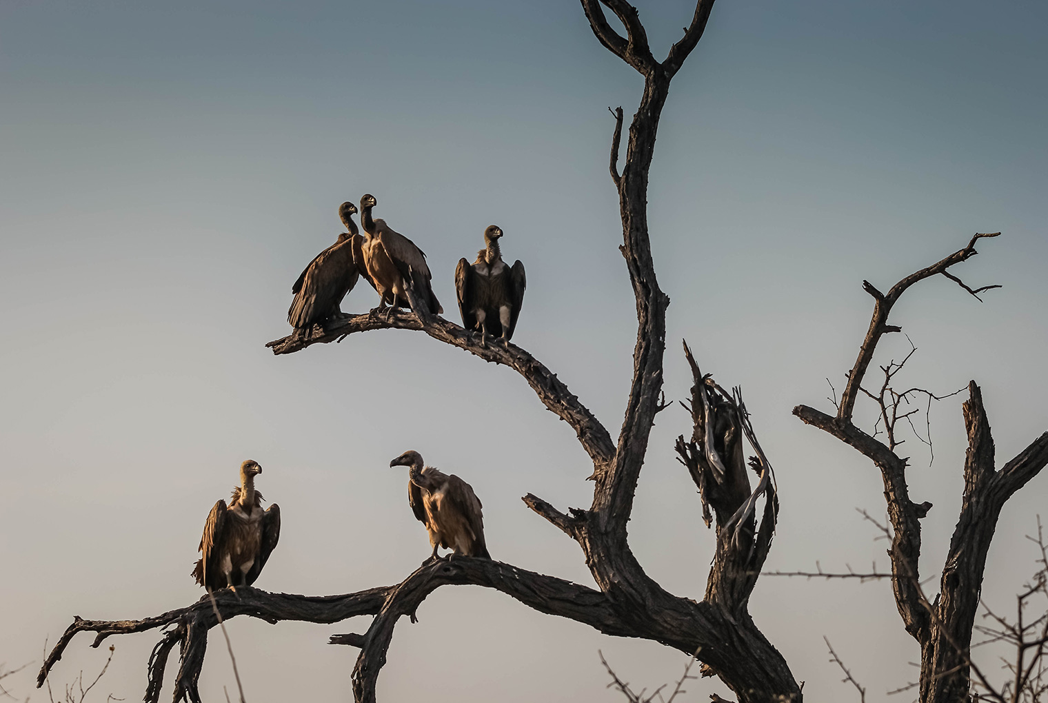 Where There is a Body, There the Vultures Will Gather | The Hard ...